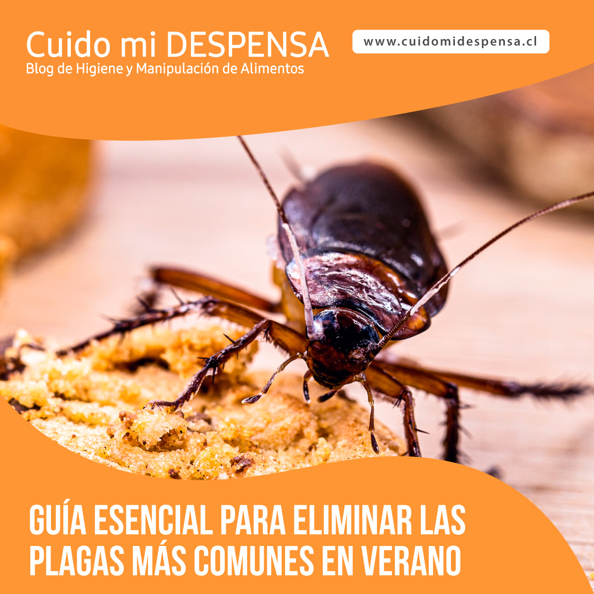 Guía esencial para eliminar las plagas más comunes en verano