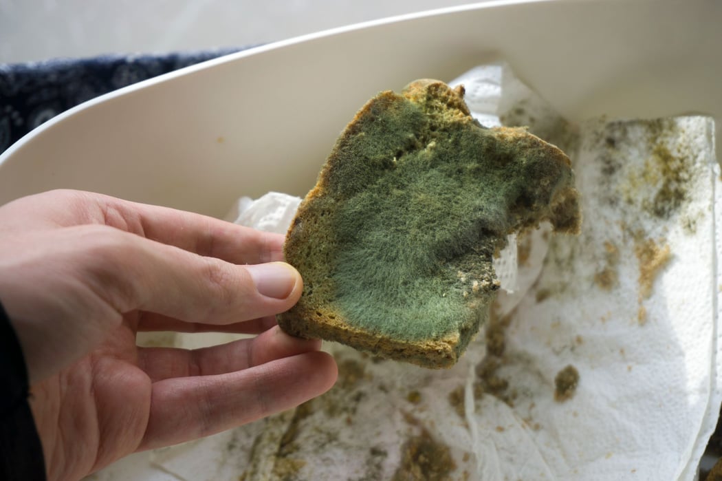 ¿Qué hacer si comí pan con moho? Recomendaciones tras ingerirlo