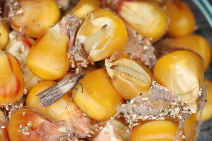 ¡Hay gusanos en la comida! ¿Por qué? | Blog Cuido Mi Despensa