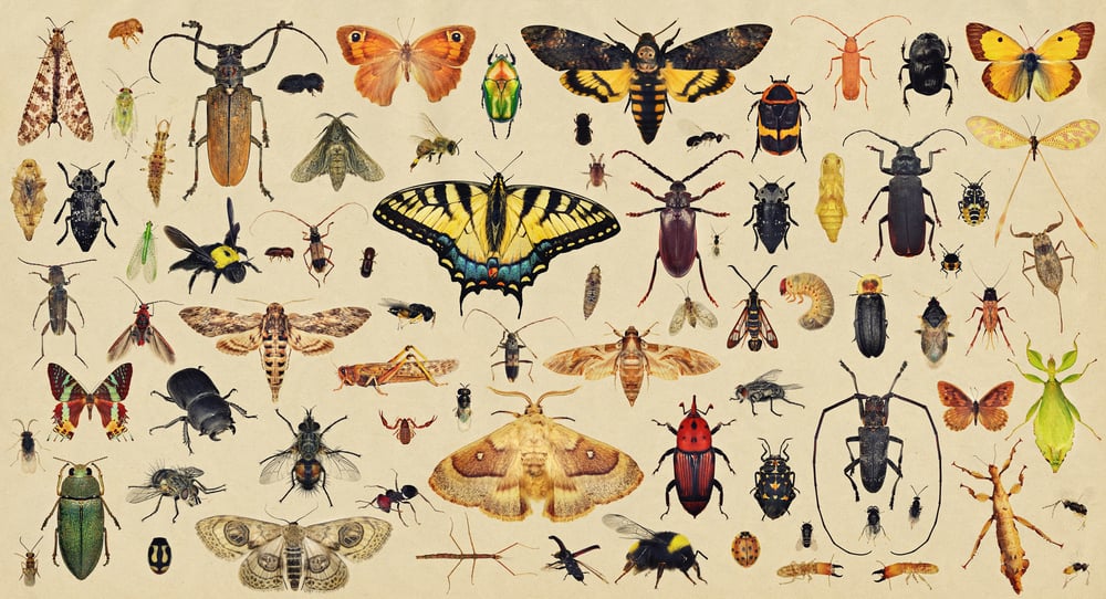 Insectos tijeretas: ¿Qué son y cómo puedo eliminarlos?