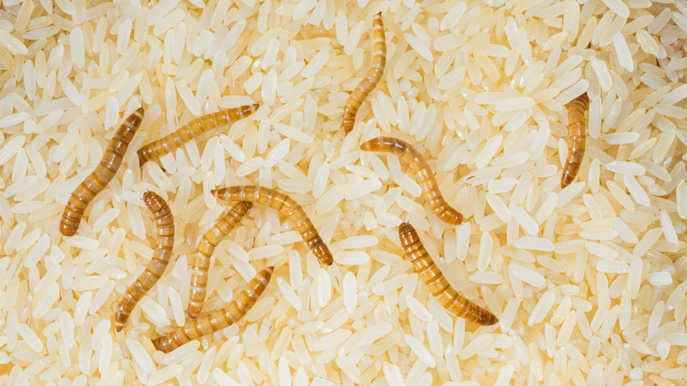 ¿Qué son las plagas de insectos y por qué llegan a mi despensa?