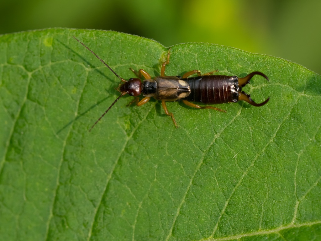 Tijeretas en casa: 4 métodos efectivos para eliminarlas