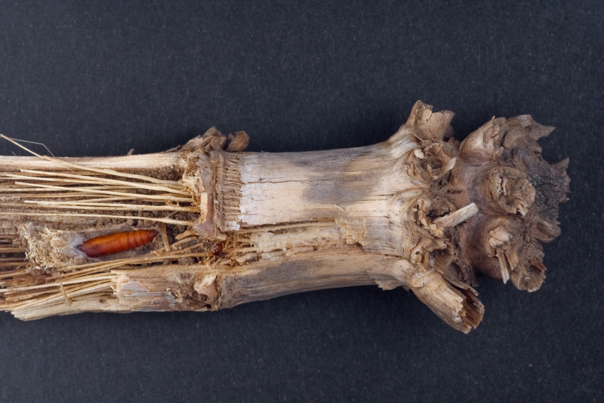 Gusano del choclo, lo que deberías saber sobre esta plaga