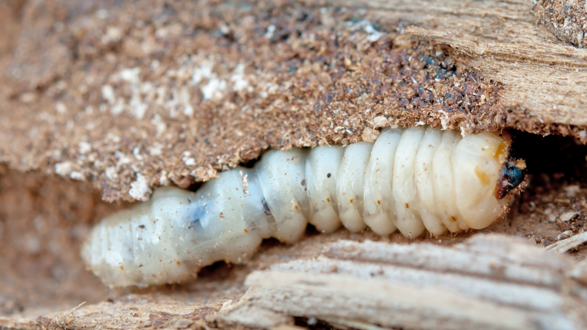 ¿Qué son las carcomas y cómo pueden afectar mi despensa?