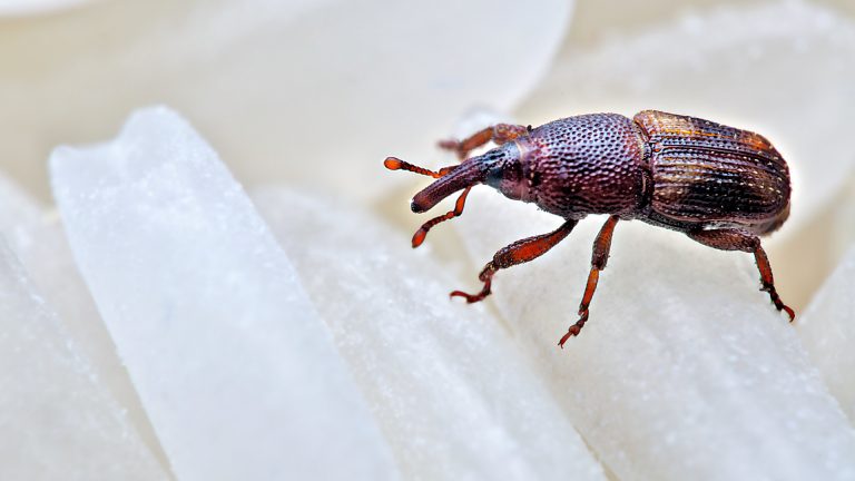 ¿Cómo eliminar los insectos muy pequeños en casa?